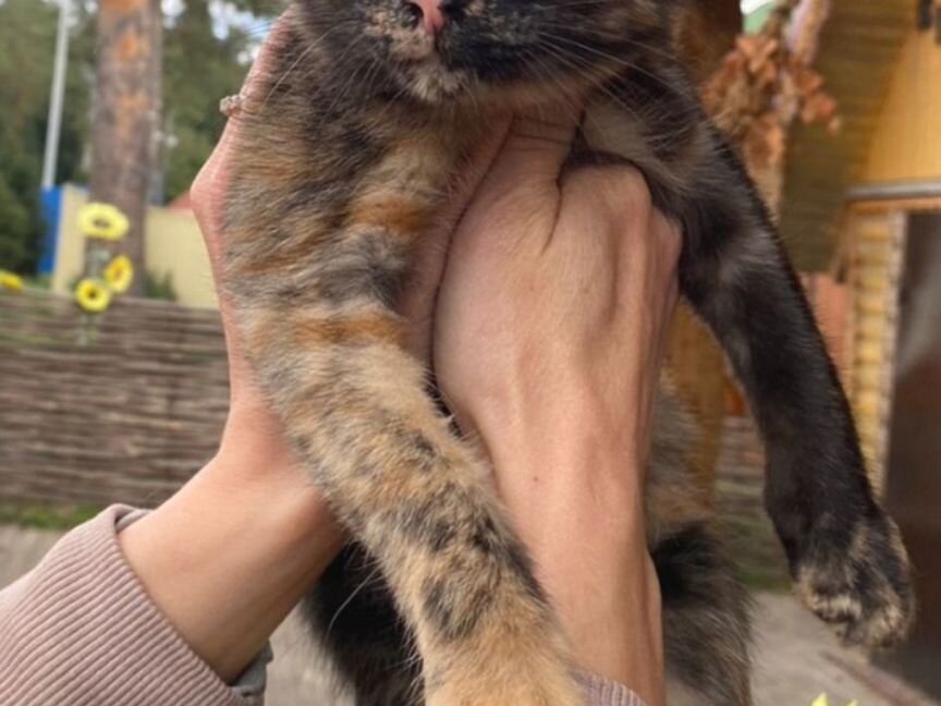 Котенок девочка черепашковая