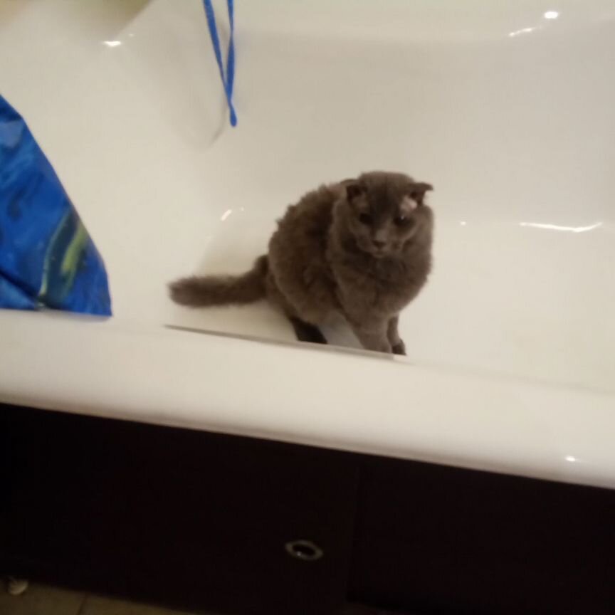 Кошка в добрые руки