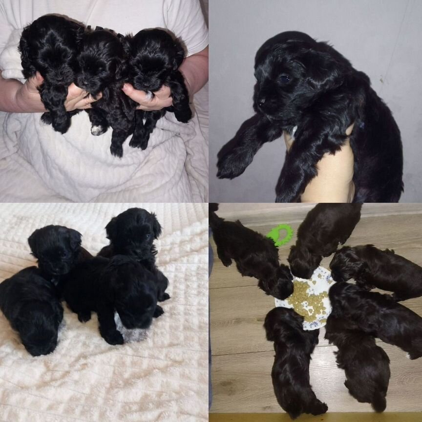 Русская цветная болонка, щенок