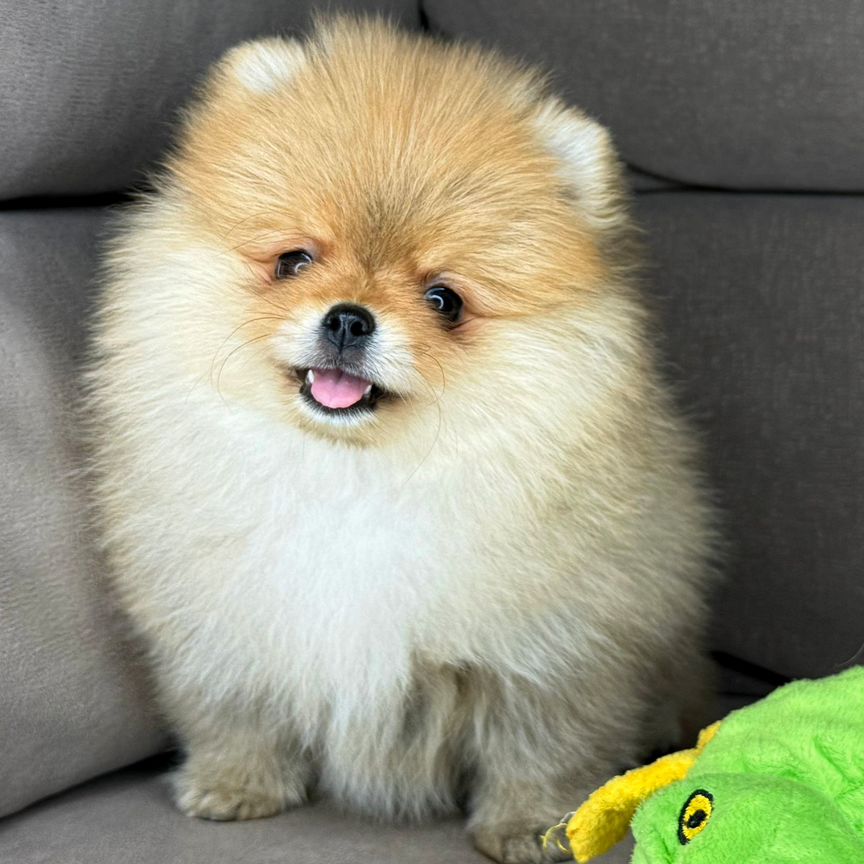 Померанский шпиц, щенок