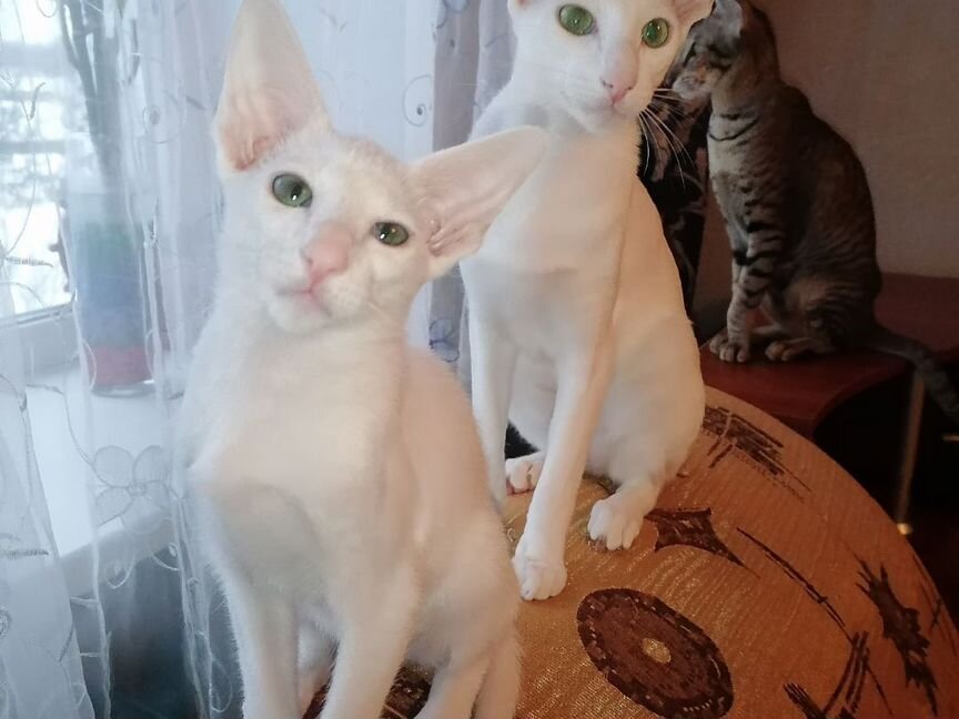 Ориентальные котята