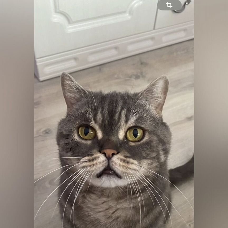 Британский кот