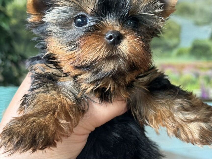 Супер мини девочка