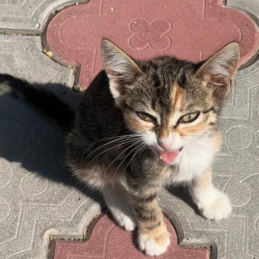 Котенок девочка ищет свою Семью