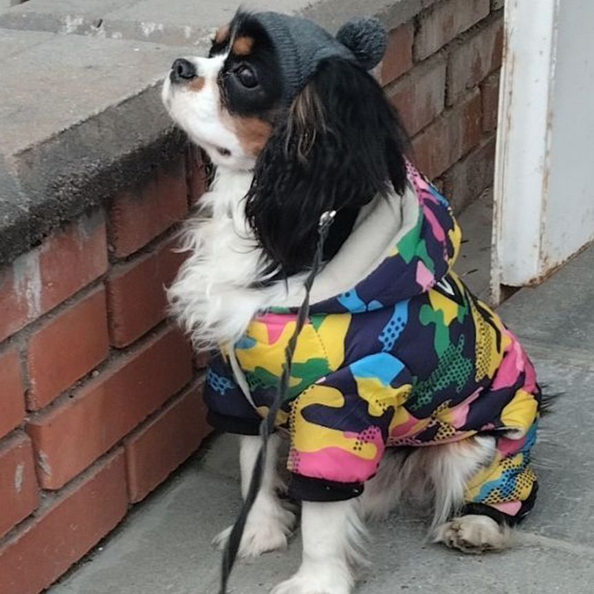 Вязка кавалер