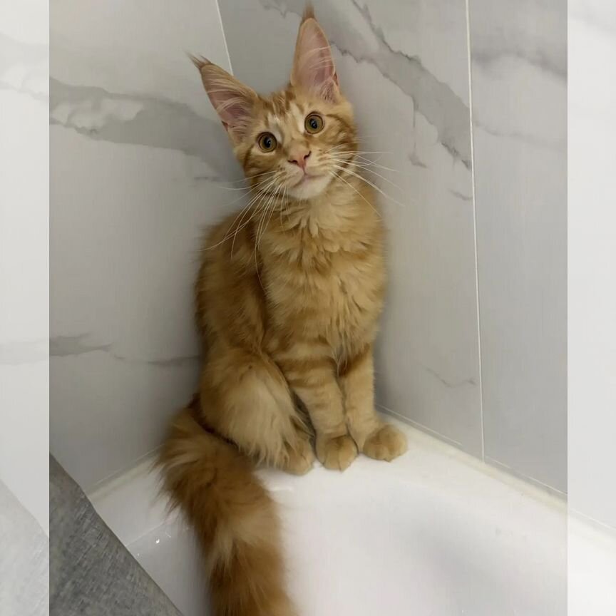 Мейн-кун котёнок