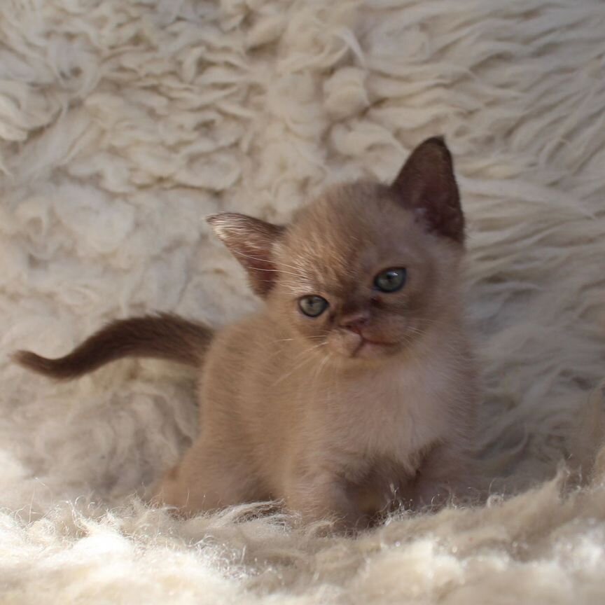 Бурманская котенок