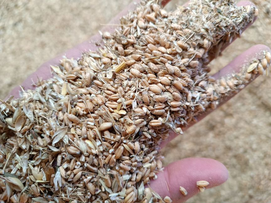 Отходы пшеницы