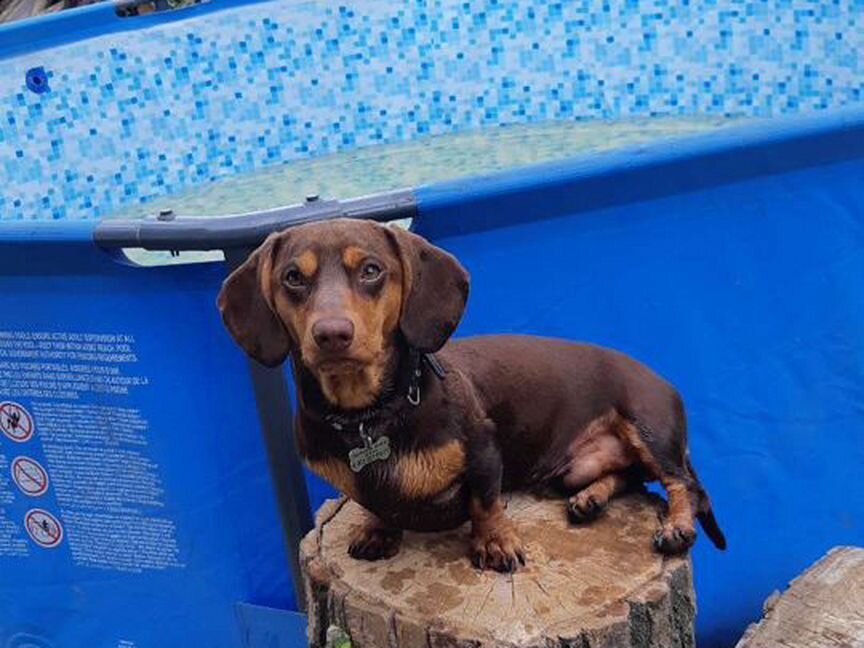 Вязка таксы