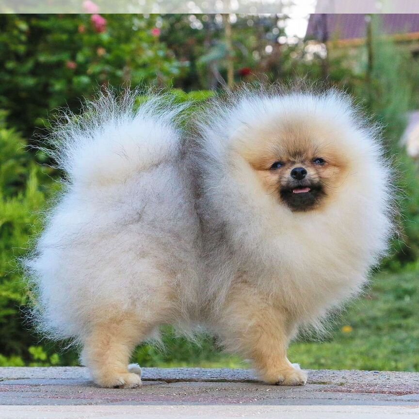 Мини мальчик померанского шпица
