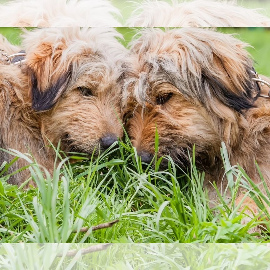 Взрослая собака в добрые руки