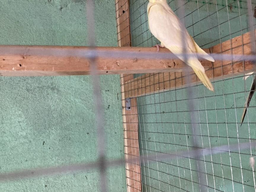 Попугай карэлла