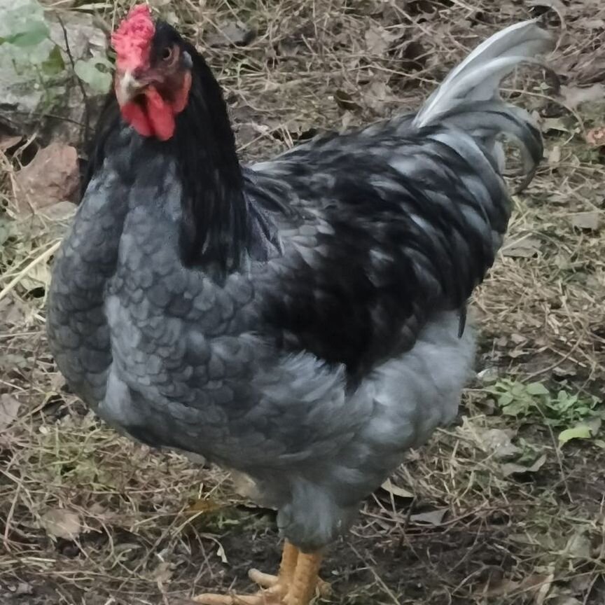 Домашняя птица куры