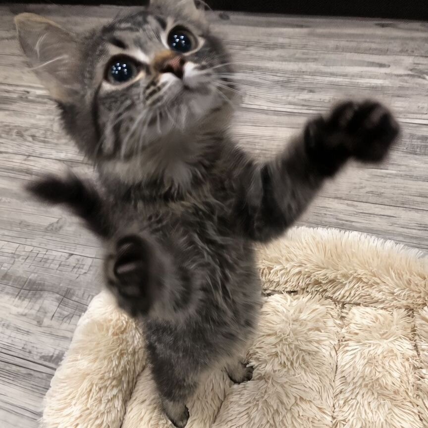 Котенок