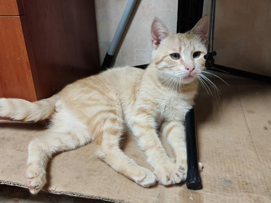 Котенок Ласкуша