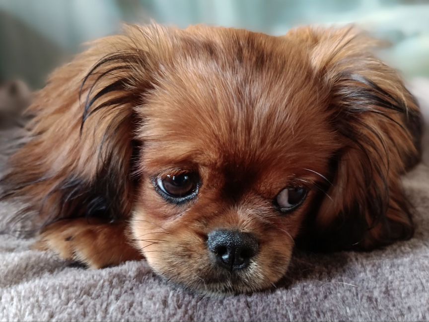 Щенки пекинеса