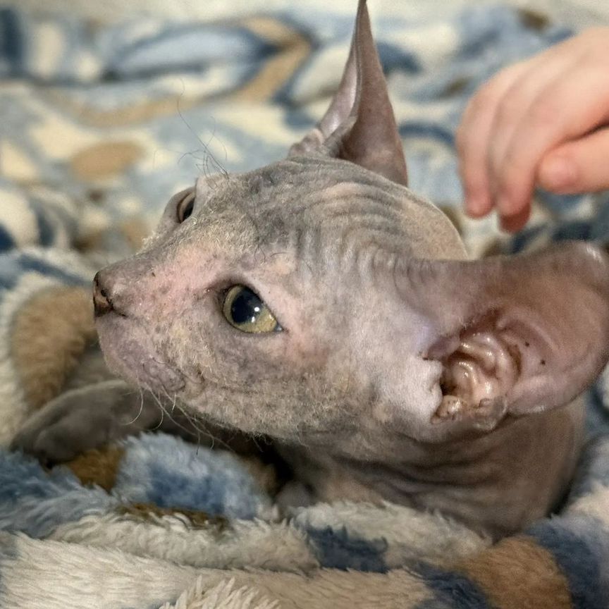 Донской сфинкс котёнок