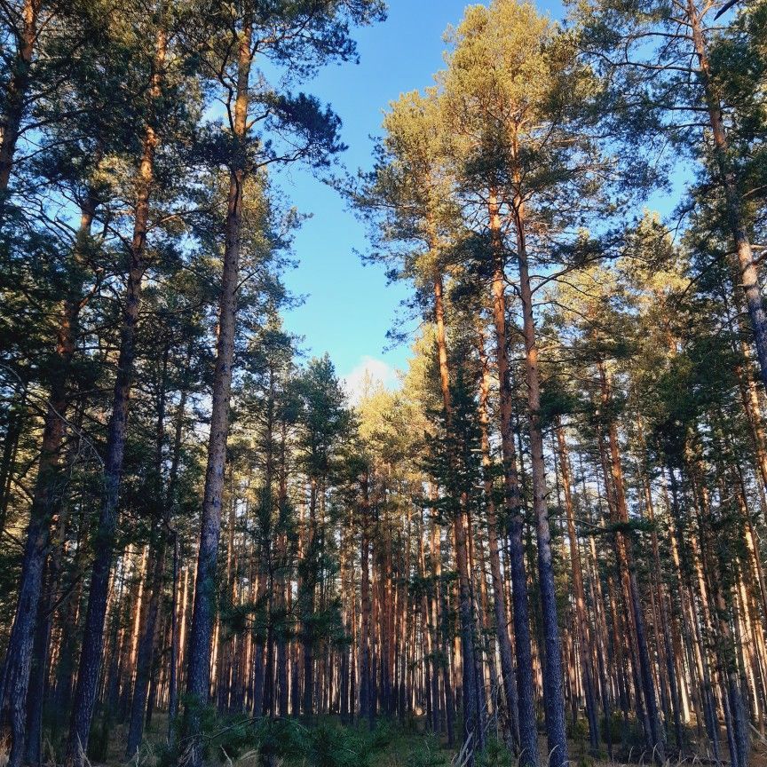 Лесной корм для домашних белок