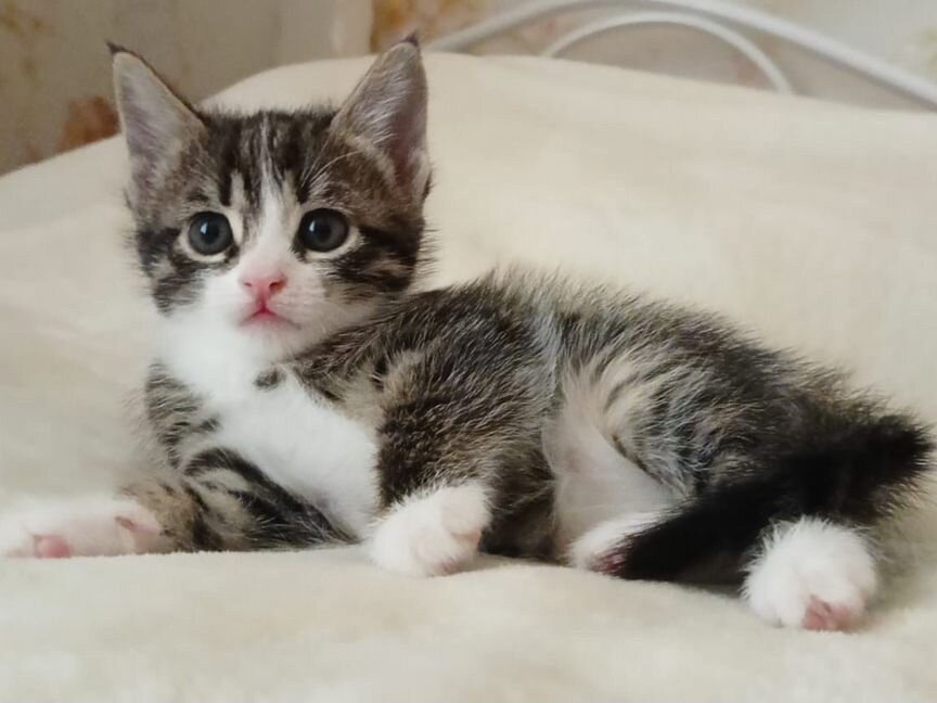 Европейская