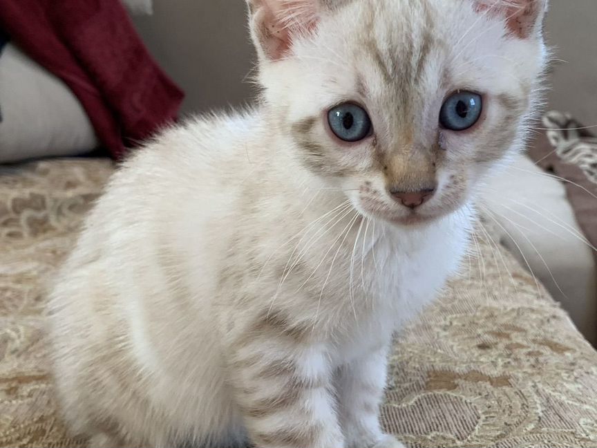 Бенгальские котята