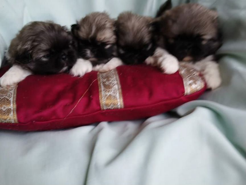 Щенки пекинеса