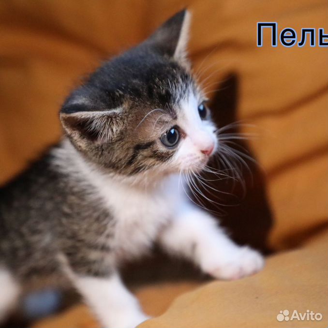 Очаровательные малыши ищут своих родителей