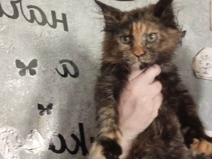 Мейнкун черепашка