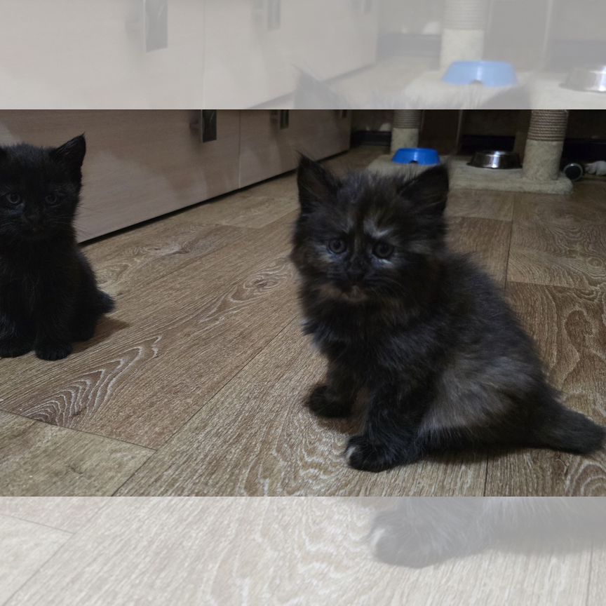 Котята