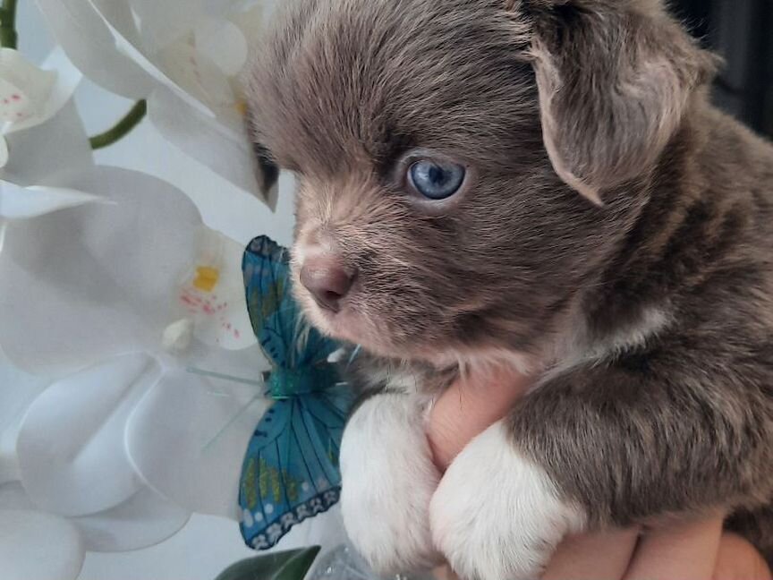 Голуболиловая девчишка