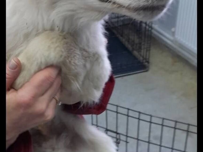 Белые здоровые щенки в отлове