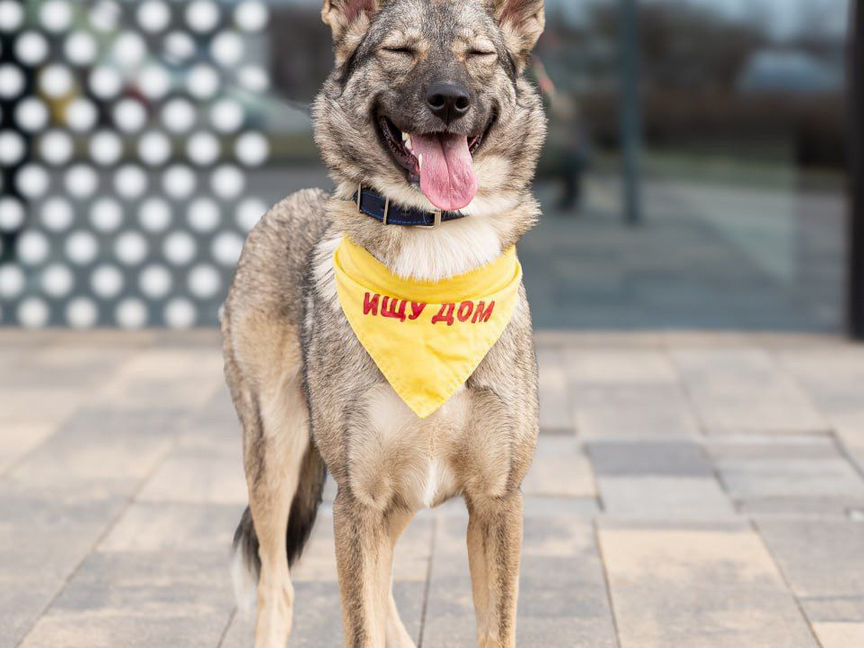 Деми ищет дом