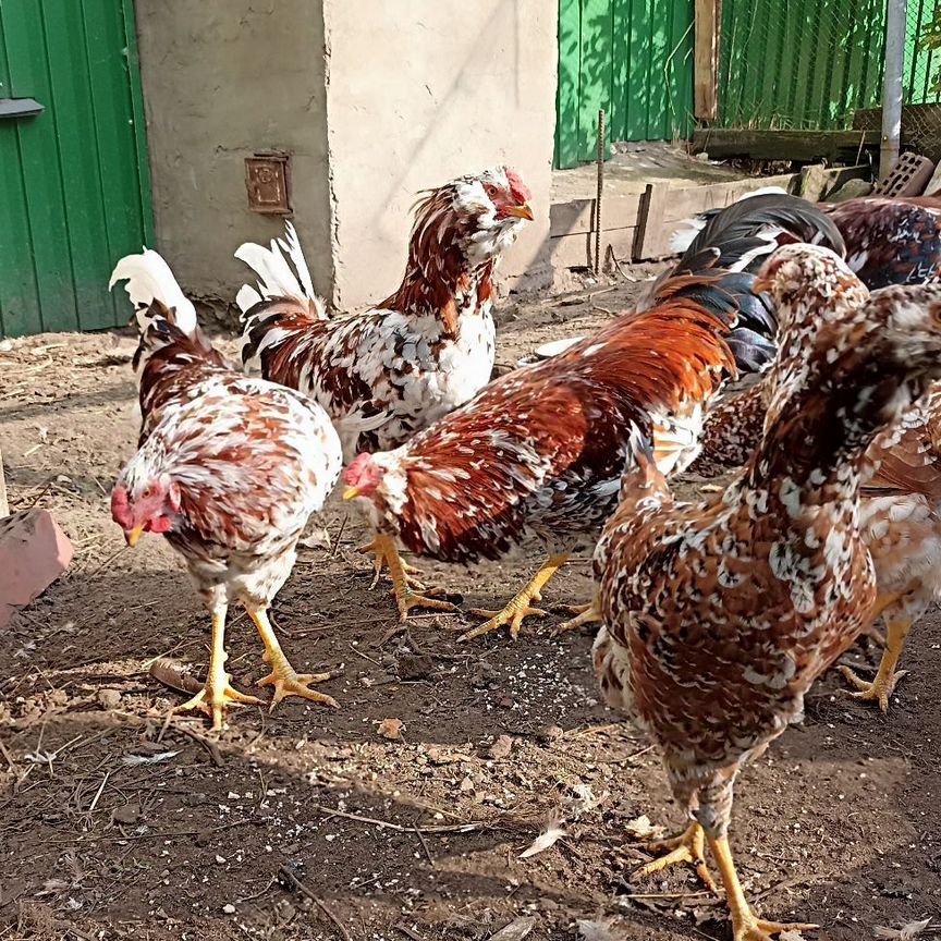 Орловские молодые петушки