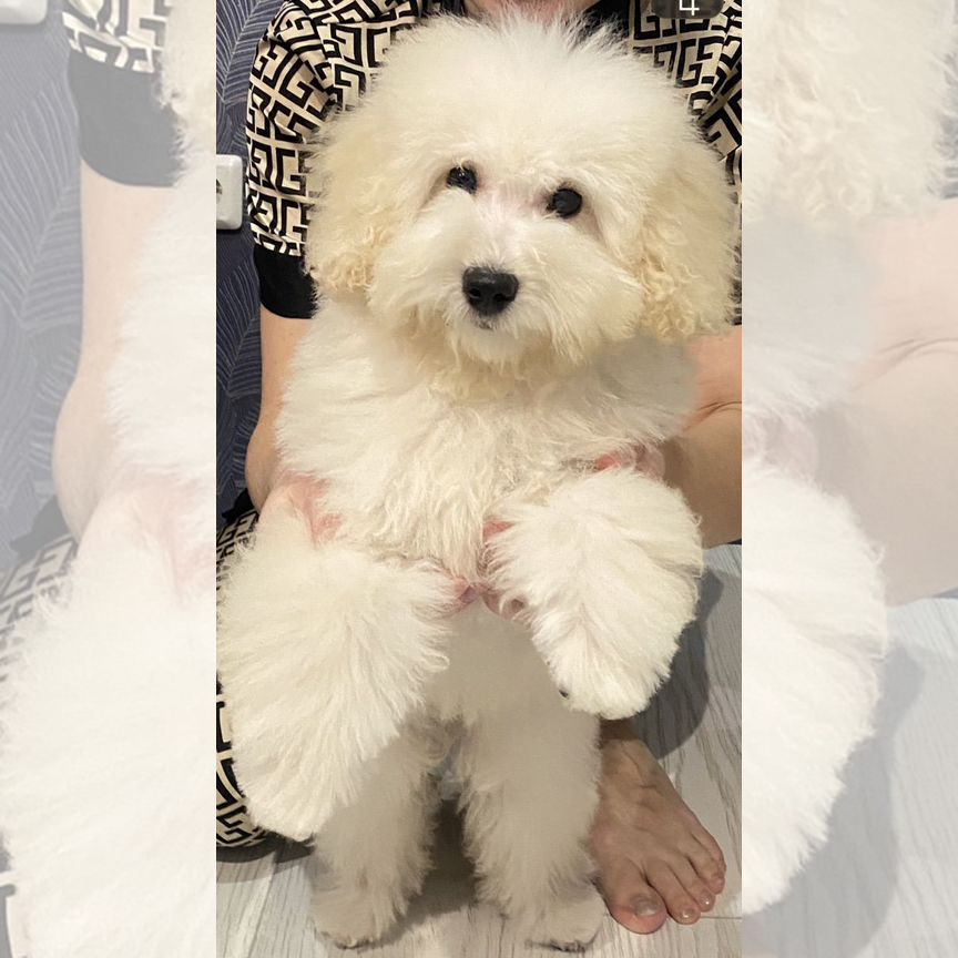 Карликовый пудель, щенок