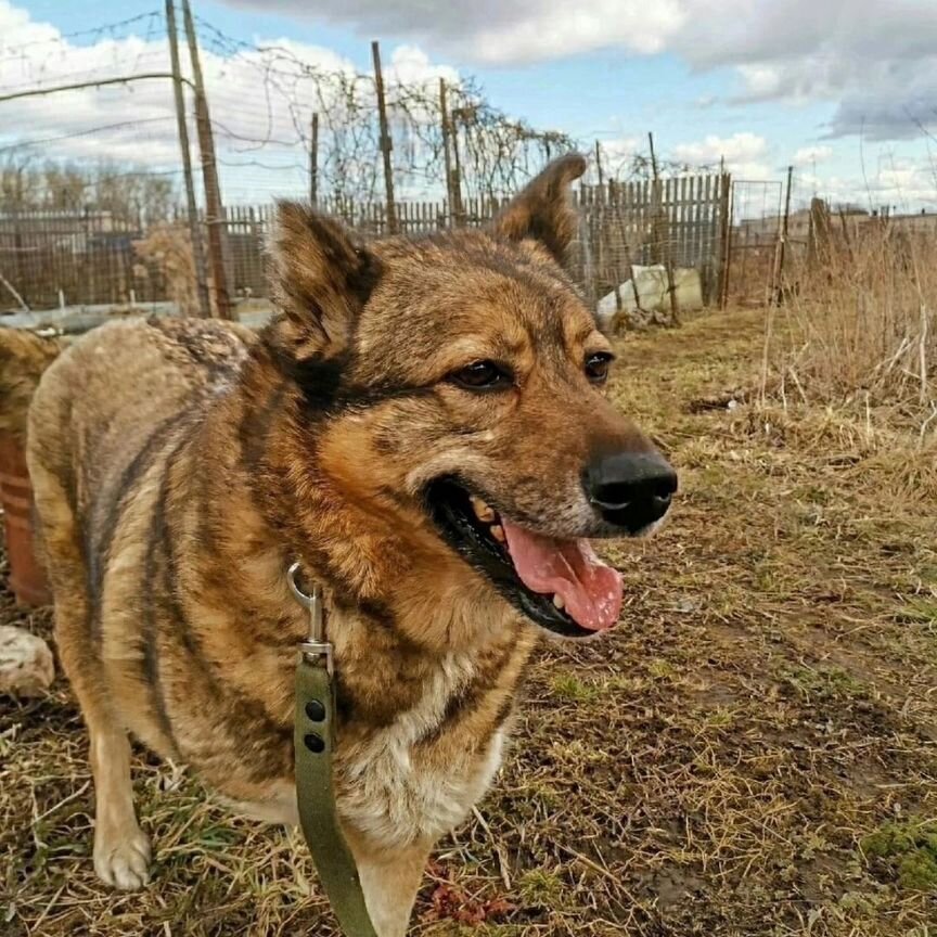 Сахара ищет свою любящую семью