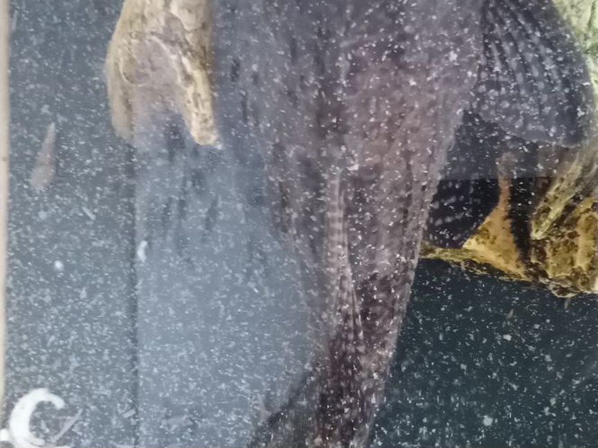 Продам птеригоплихта