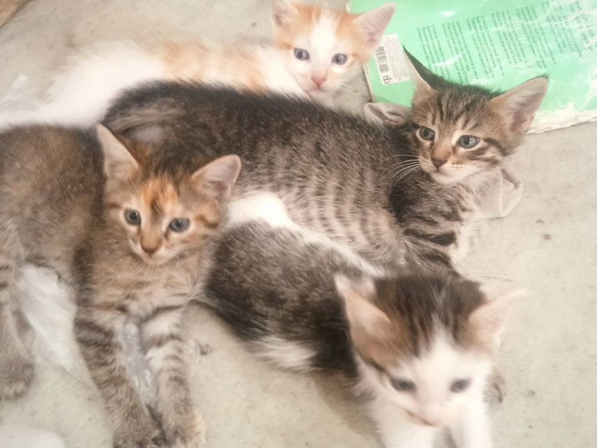 Котята в добрые руки мальчики