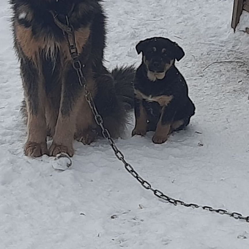 Тибетский мастиф щенки