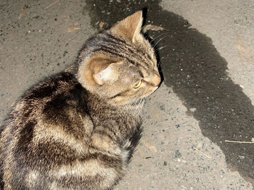 Найдена кошка мраморного окраса