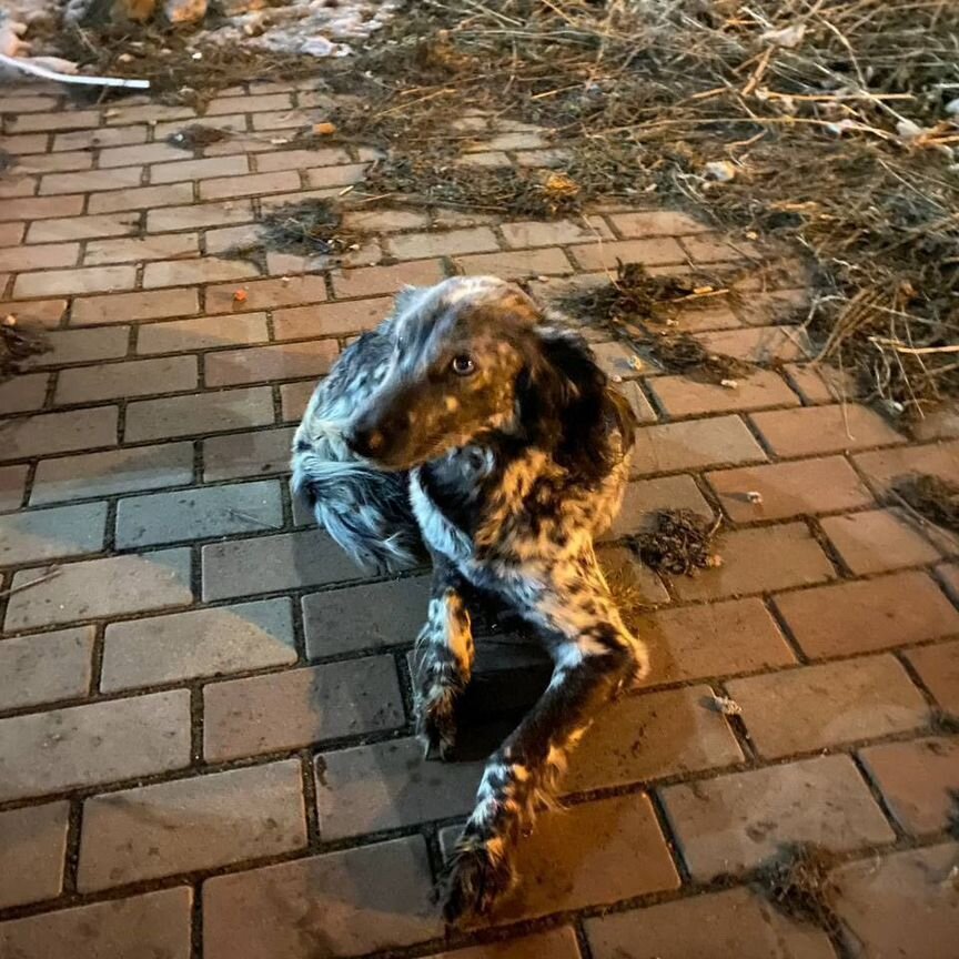 Найдена собака