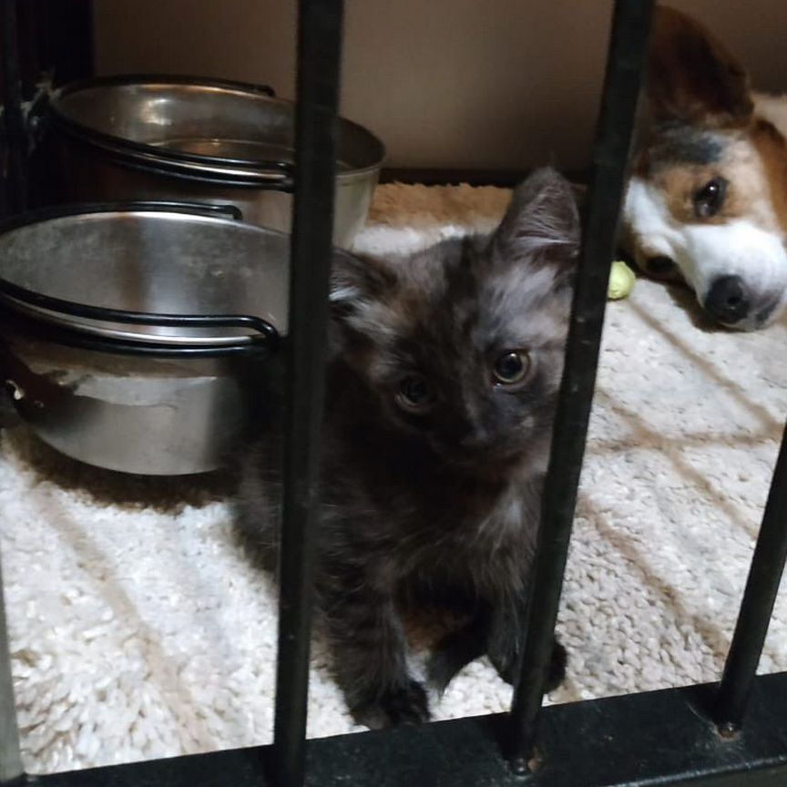 Котята