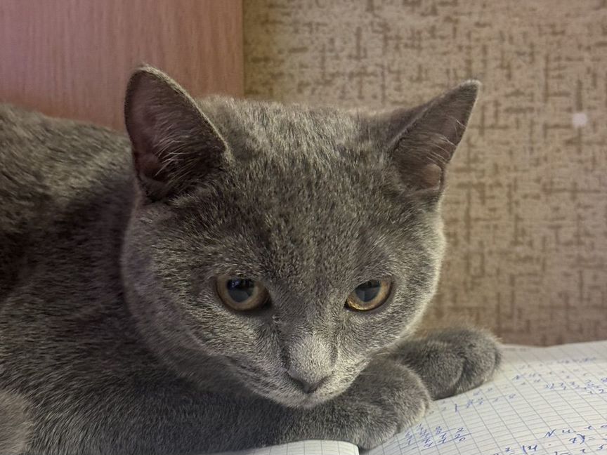 Кошка британка