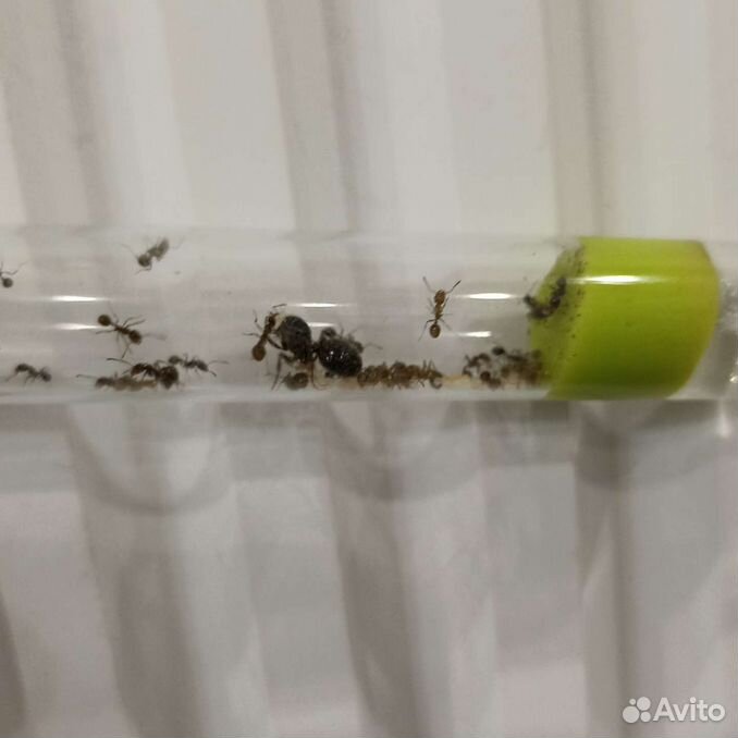 Колония муравьев