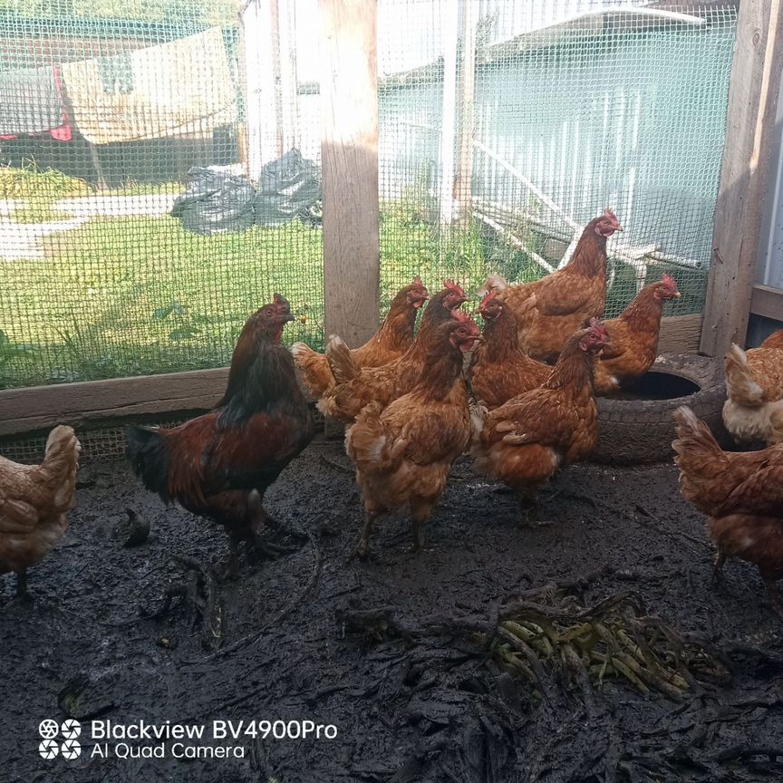 Куры несушки