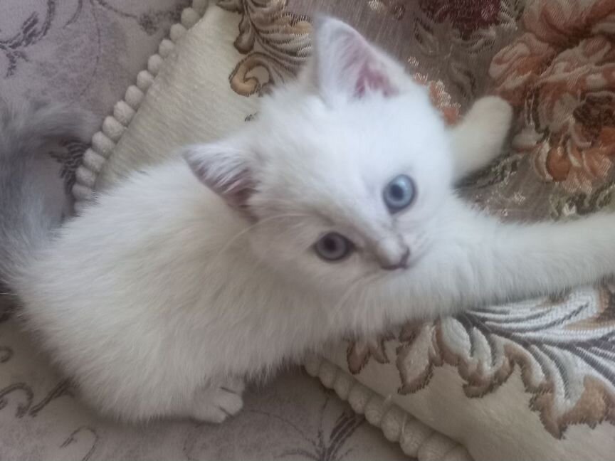 Британские котятки