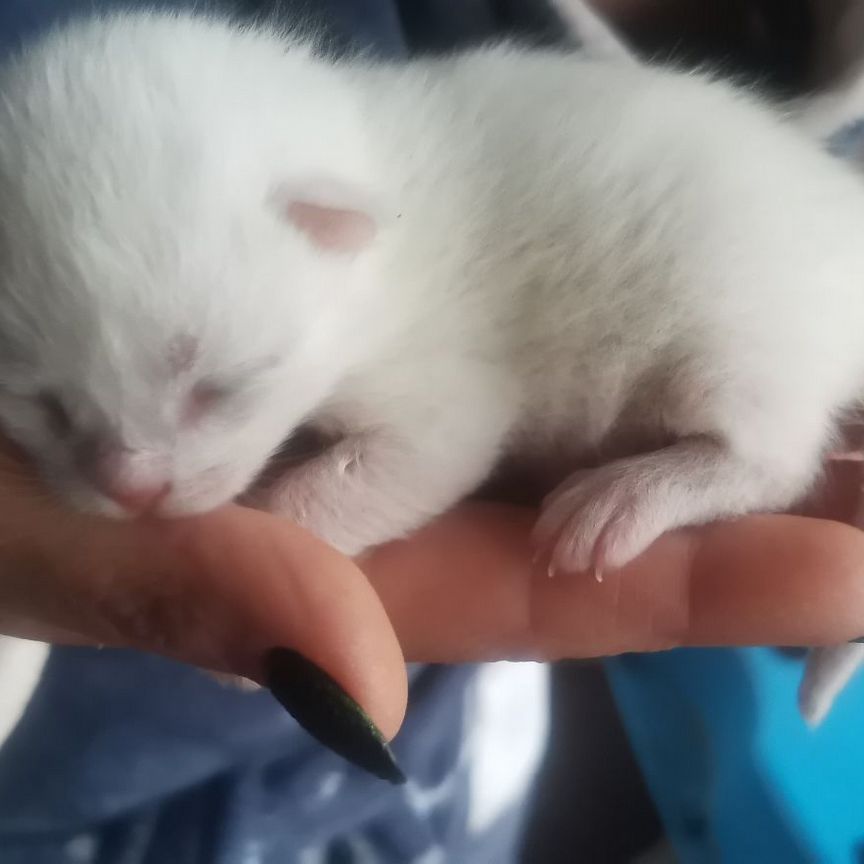 Котята бесплатно