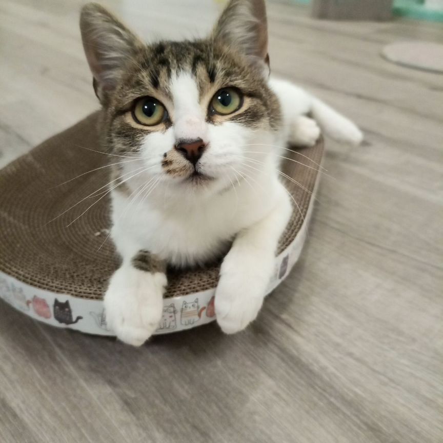 Тоша котенок 4 месяца