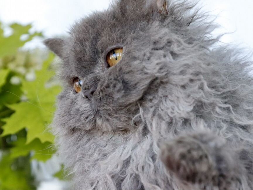 Селкирк-рекс голубой дым