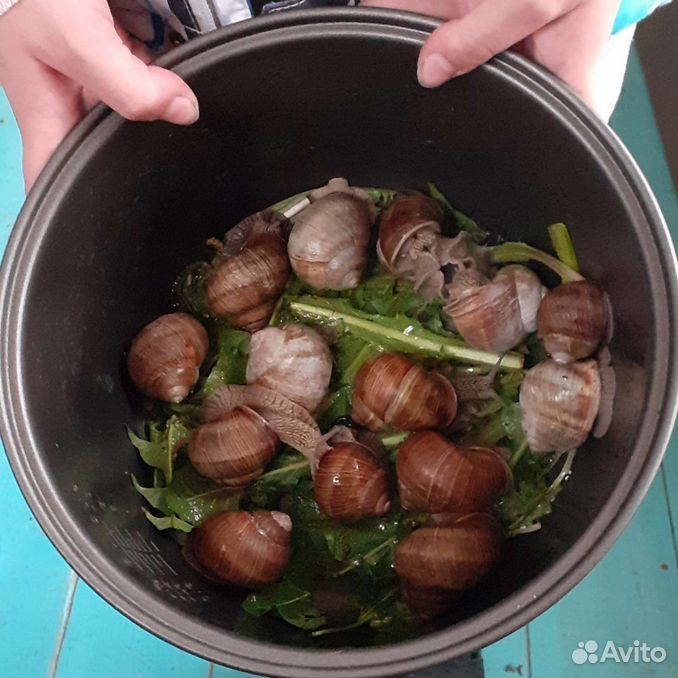 Улитки виноградные, свои