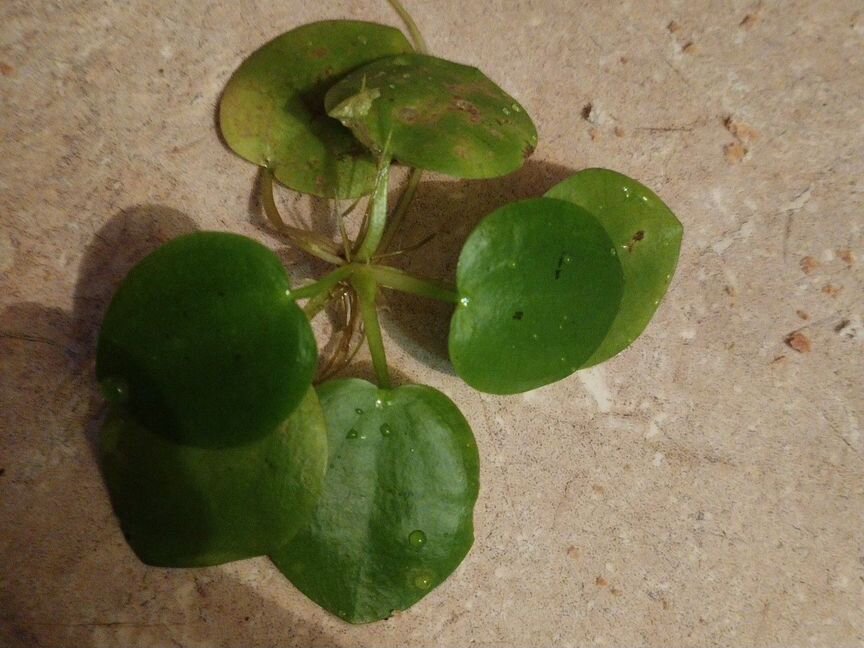 Лимнобиум плавающий