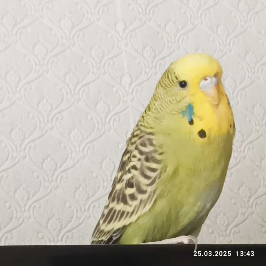 Волнистые попугаи чехи
